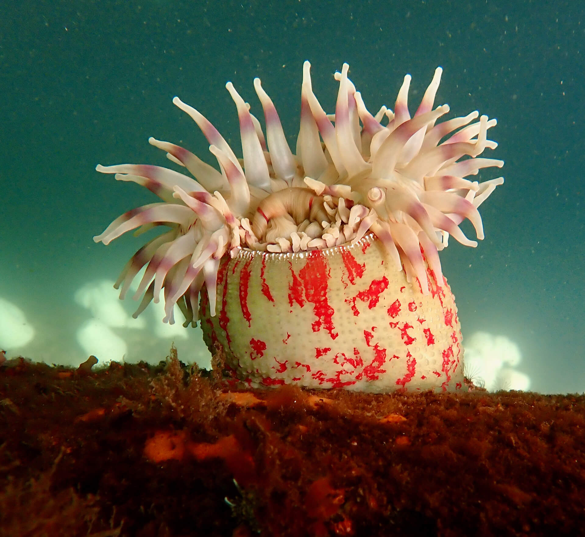 SEATALK SNORKELLING ADVENTURES